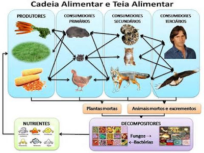 Cantinho da Ciência: Teia Alimentar