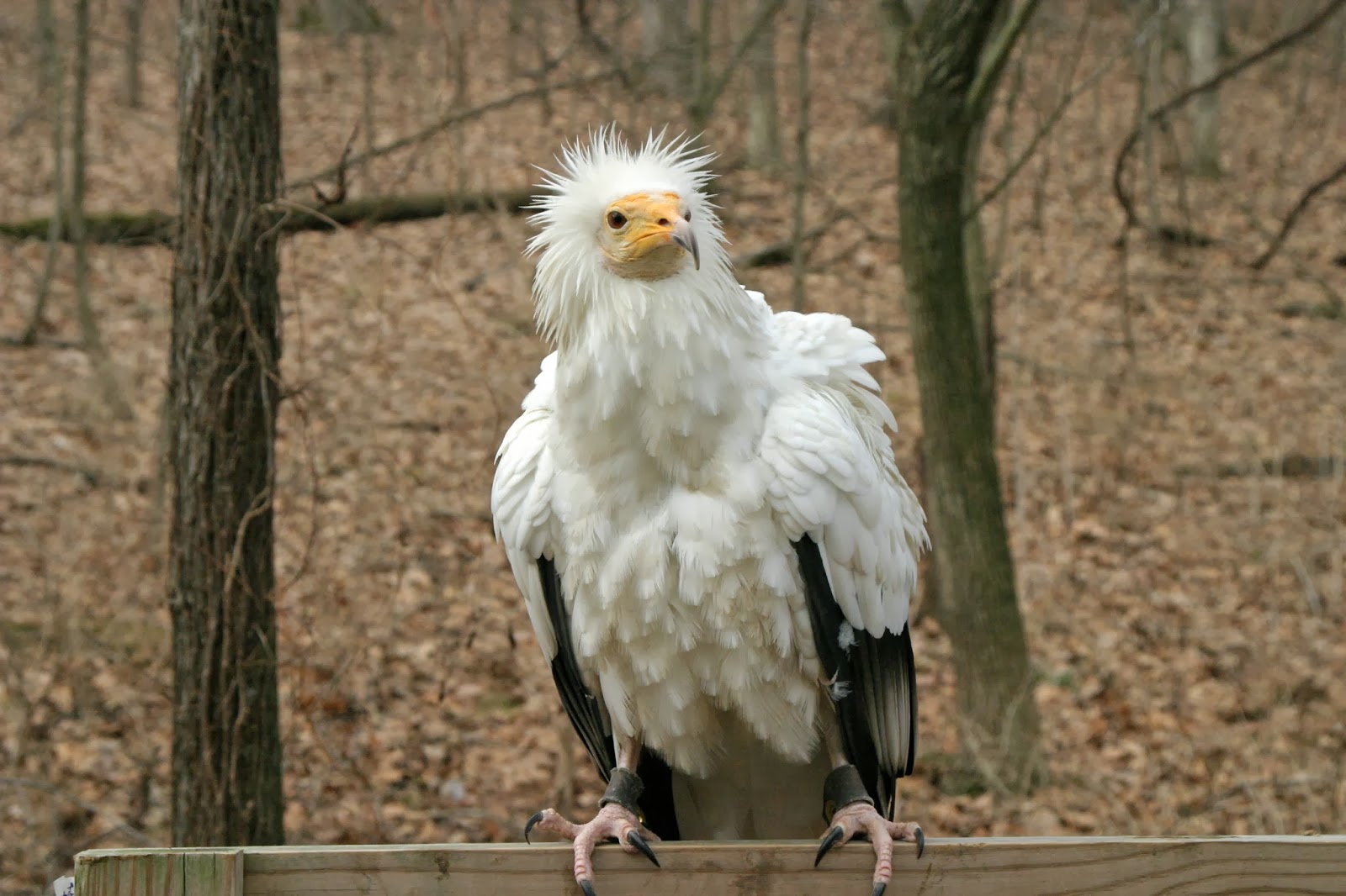 World Bird Sanctuary: How Our Birds Get Their Names