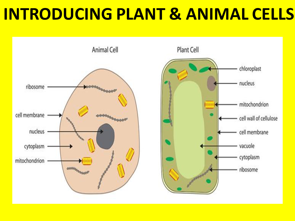 Grade 11: SEMESTER 1 - Chapter 1 - CELL STRUCTURE