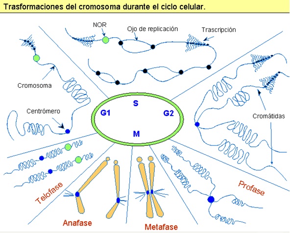Club OIAB: Ciclo celular: interfase y regulación