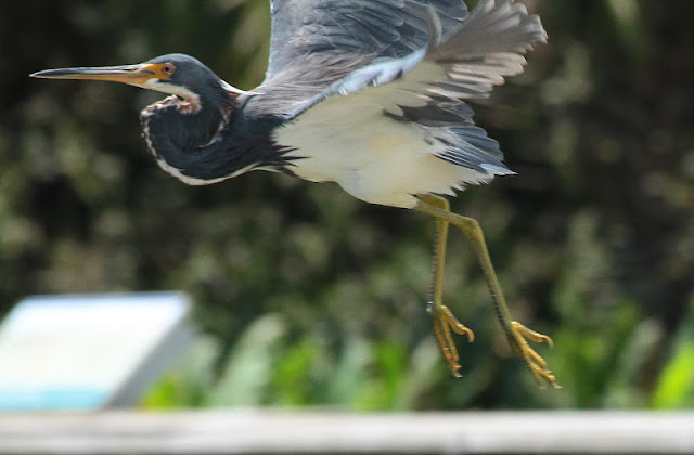 Nuestro bello mundo...: Birds of Florida, part 2, Aves de Florida ...