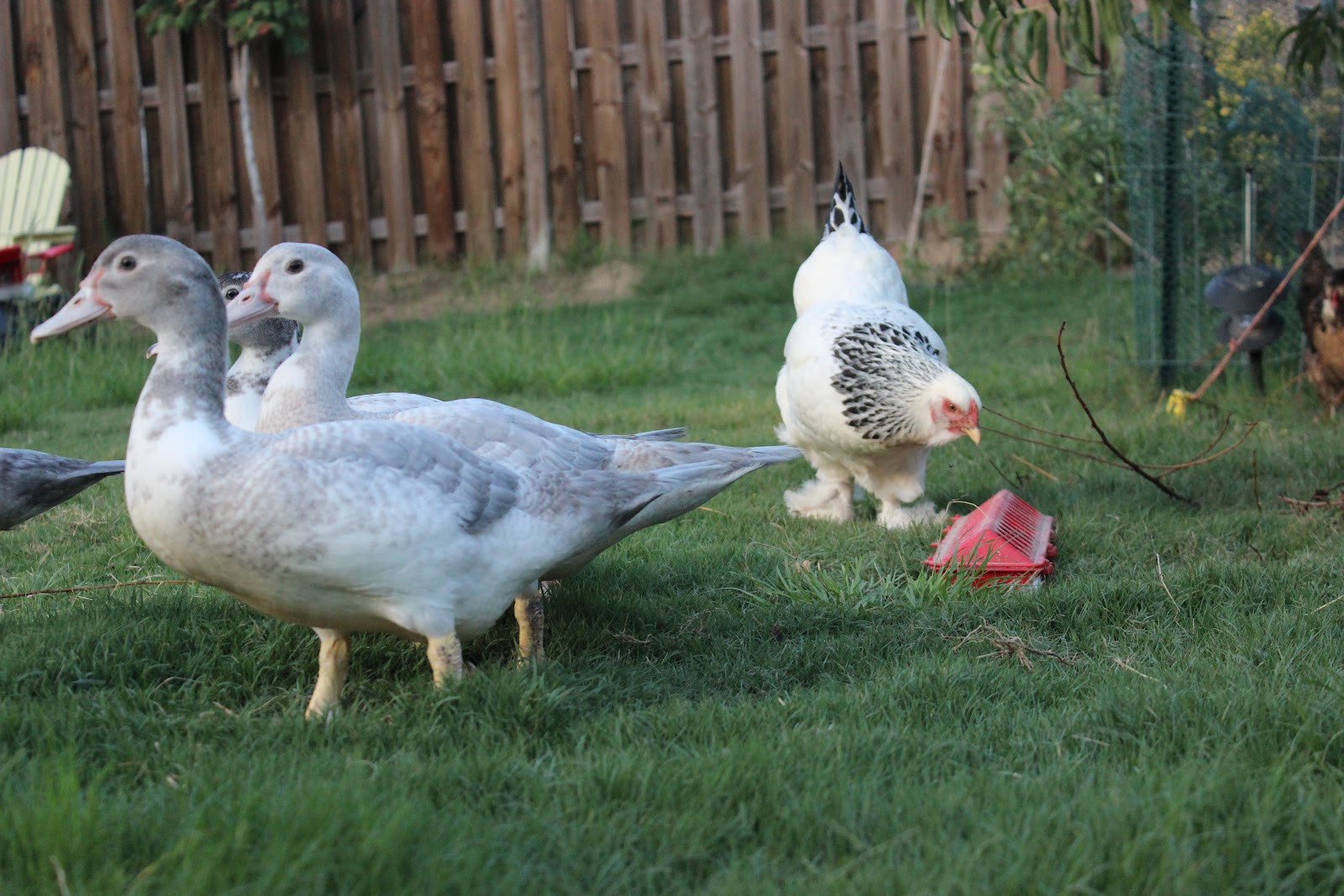 Semper Grazing Ranch: Ducks