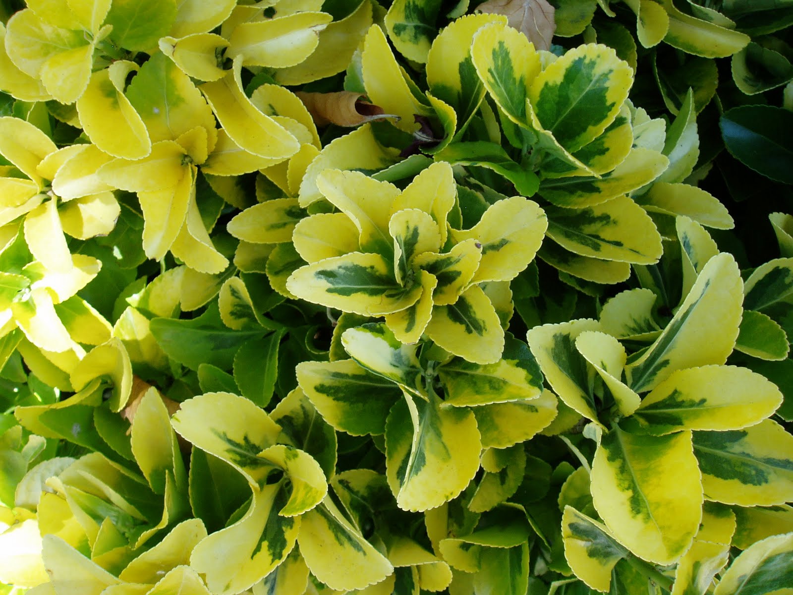 Evonimo Japonicus Microphyllus