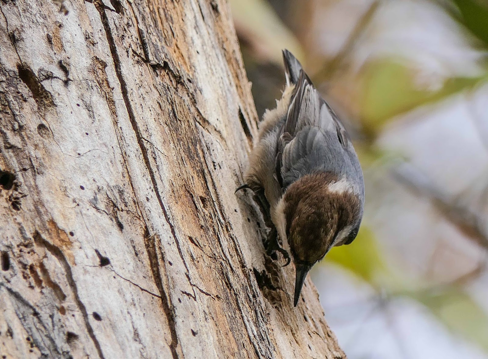 Gale's Photo and Birding Blog: Brown-headed Nuthatch
