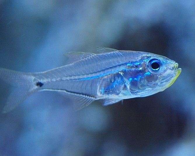 Pempheridae – Variety of Life