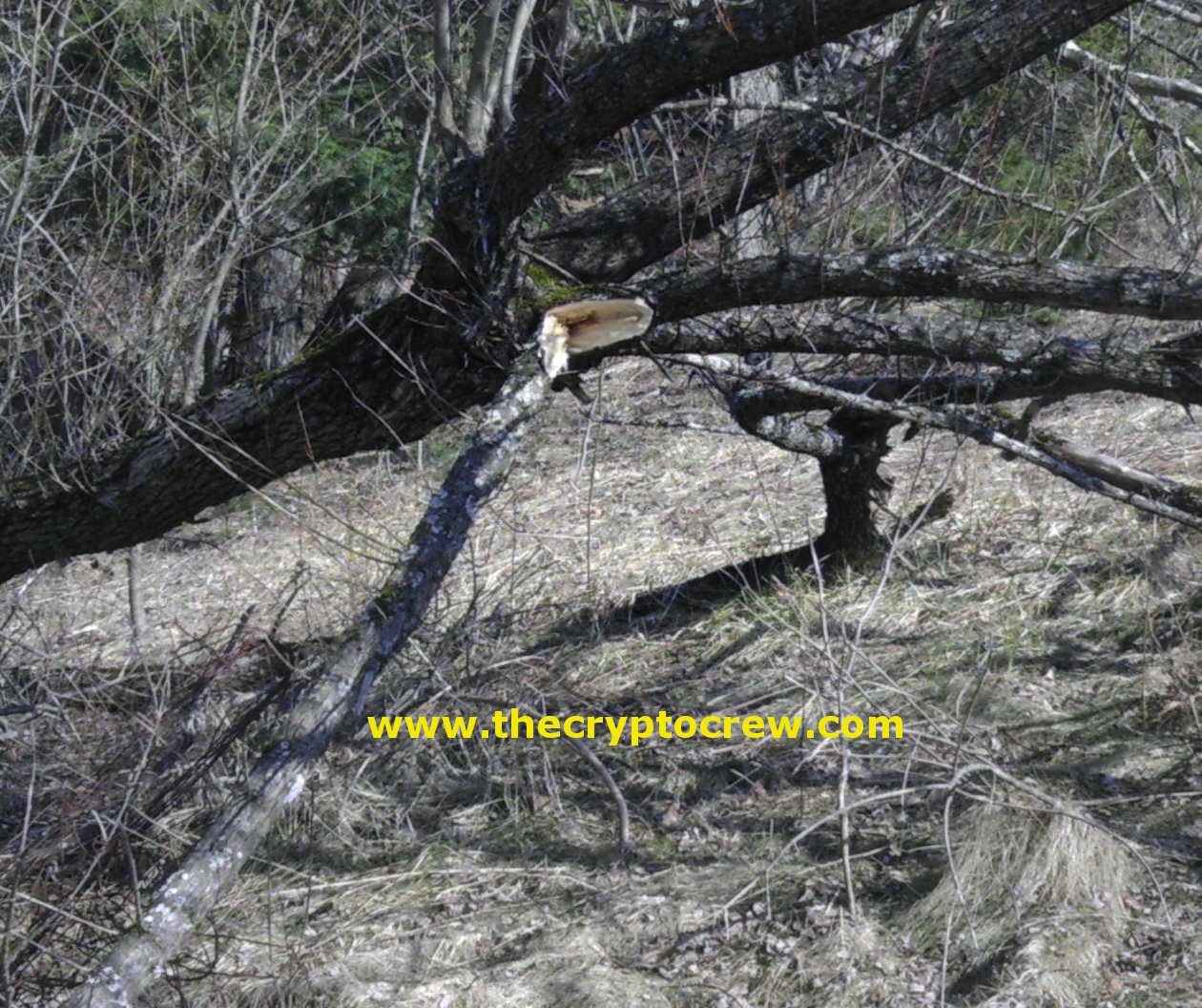 New Hampshire Bigfoot Sighting Investigation Update (Photos) ~ The ...