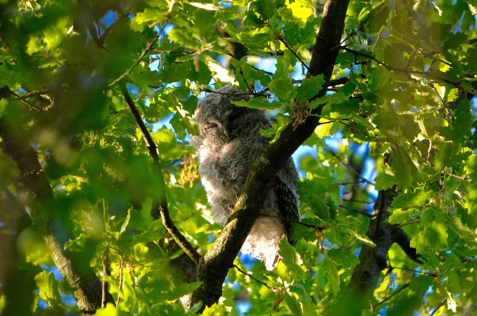 EL NIDO DEL XUAN: CÁRABO COMÚN. (Strix aluco)