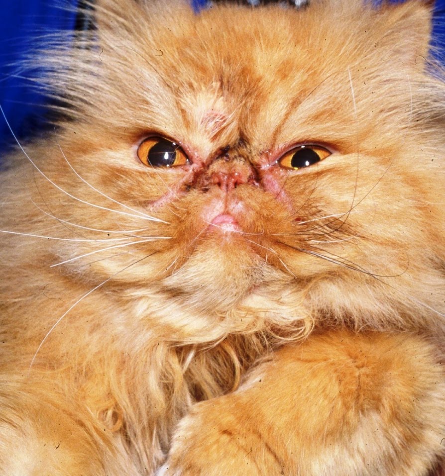 --Shanimal's Crackers--: The Scrunched-Face Look