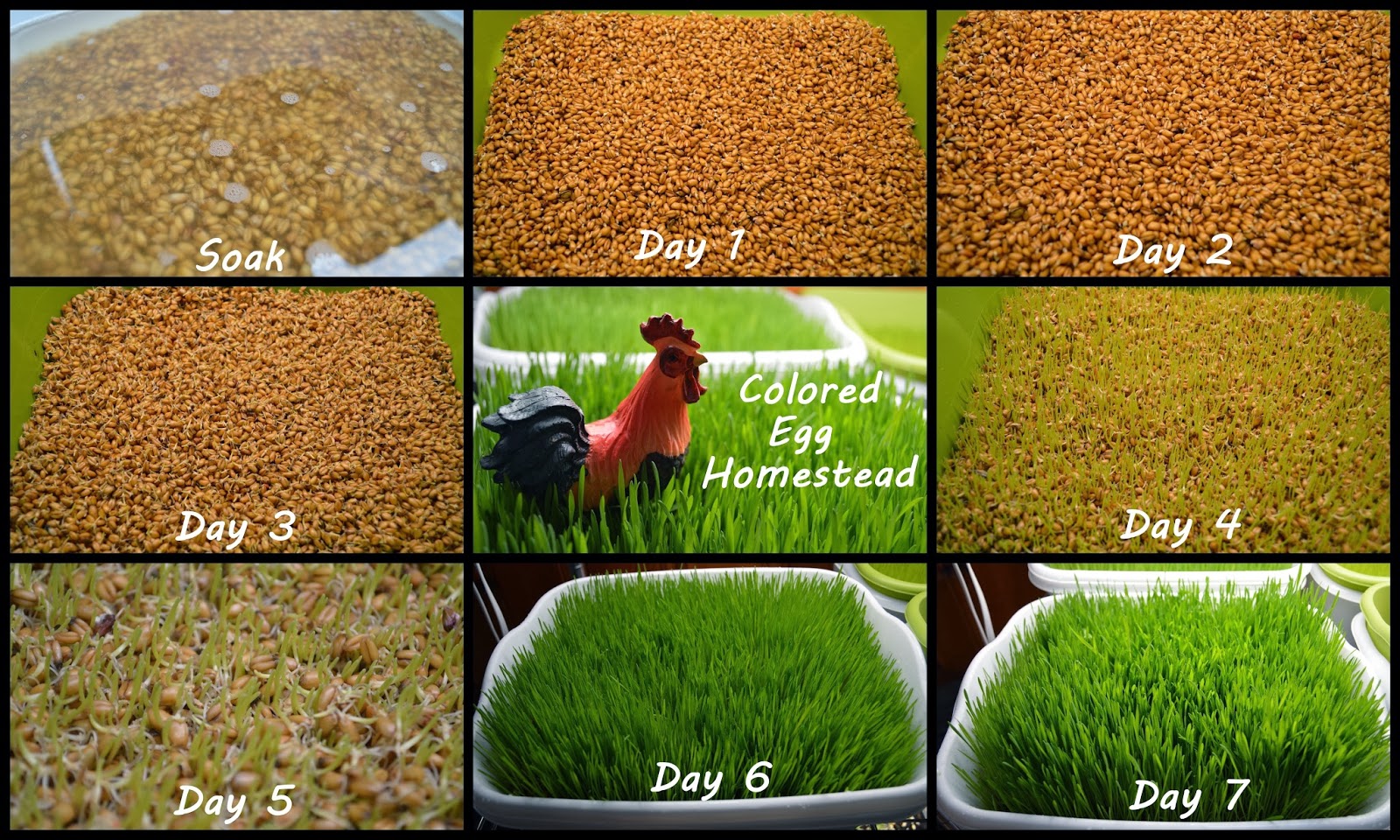 Colored Egg Homestead: Sprouting Fodder for Chickens