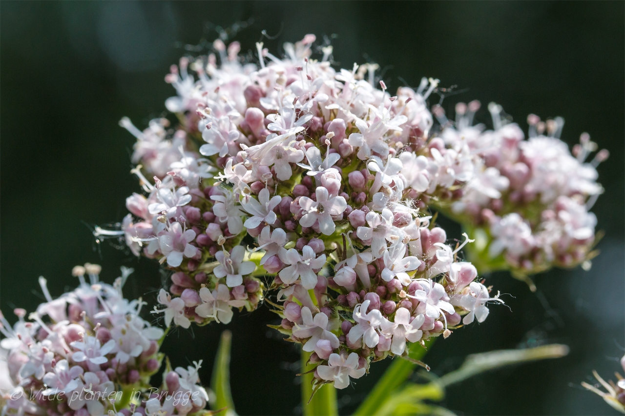 Wilde planten in Brugge: Valeriaan