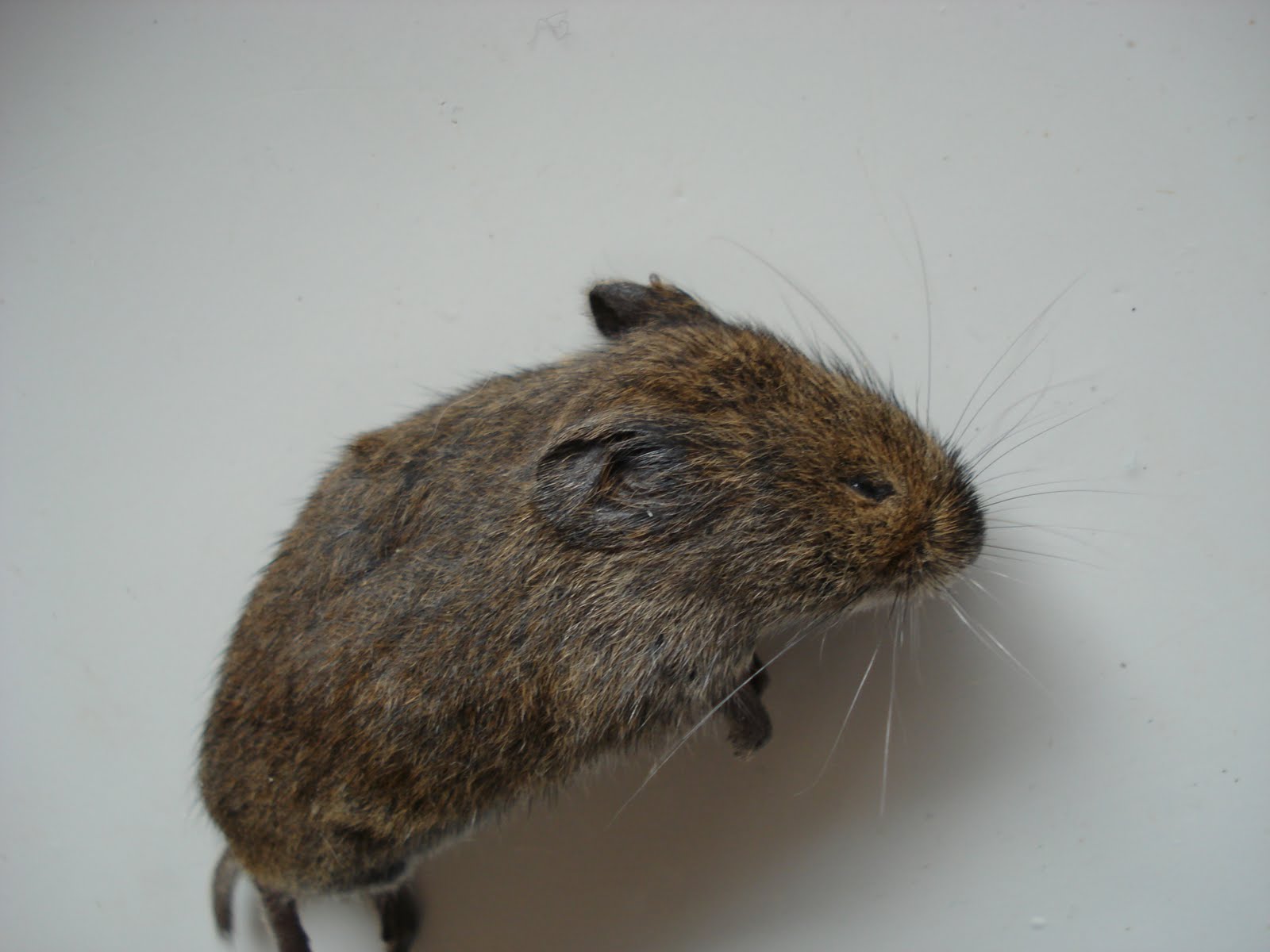 Birding from Home: The Long Tailed Vole