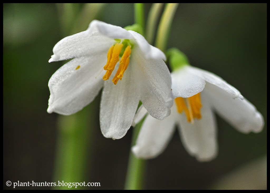 Plant Hunters: Acis ionica