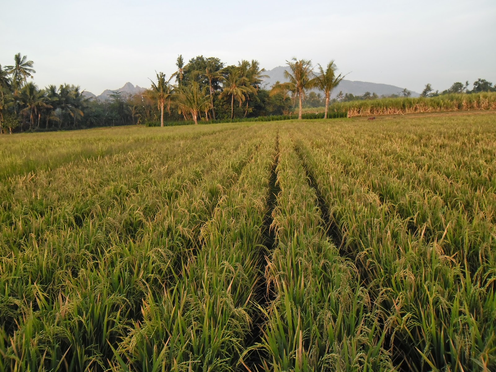 Inilah Gambar Padi Jajar Legowo