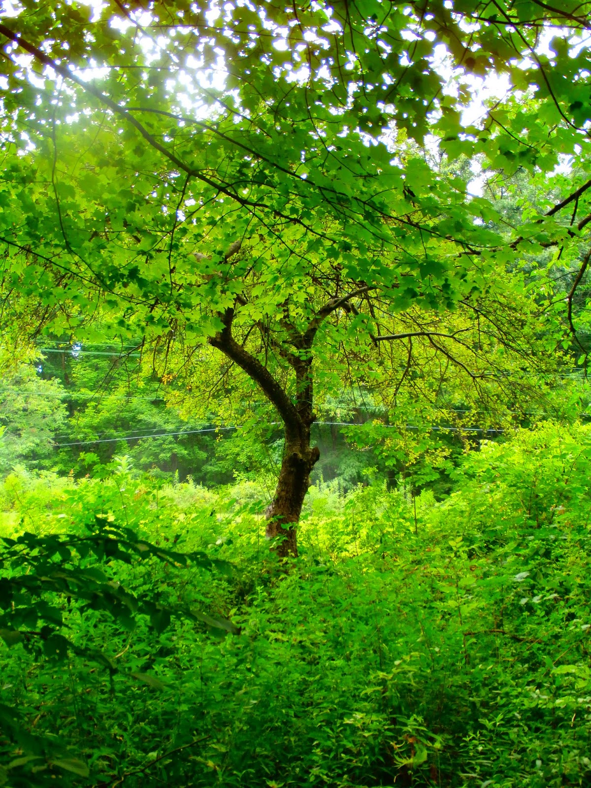 napoleons note's: Nature's Ideals