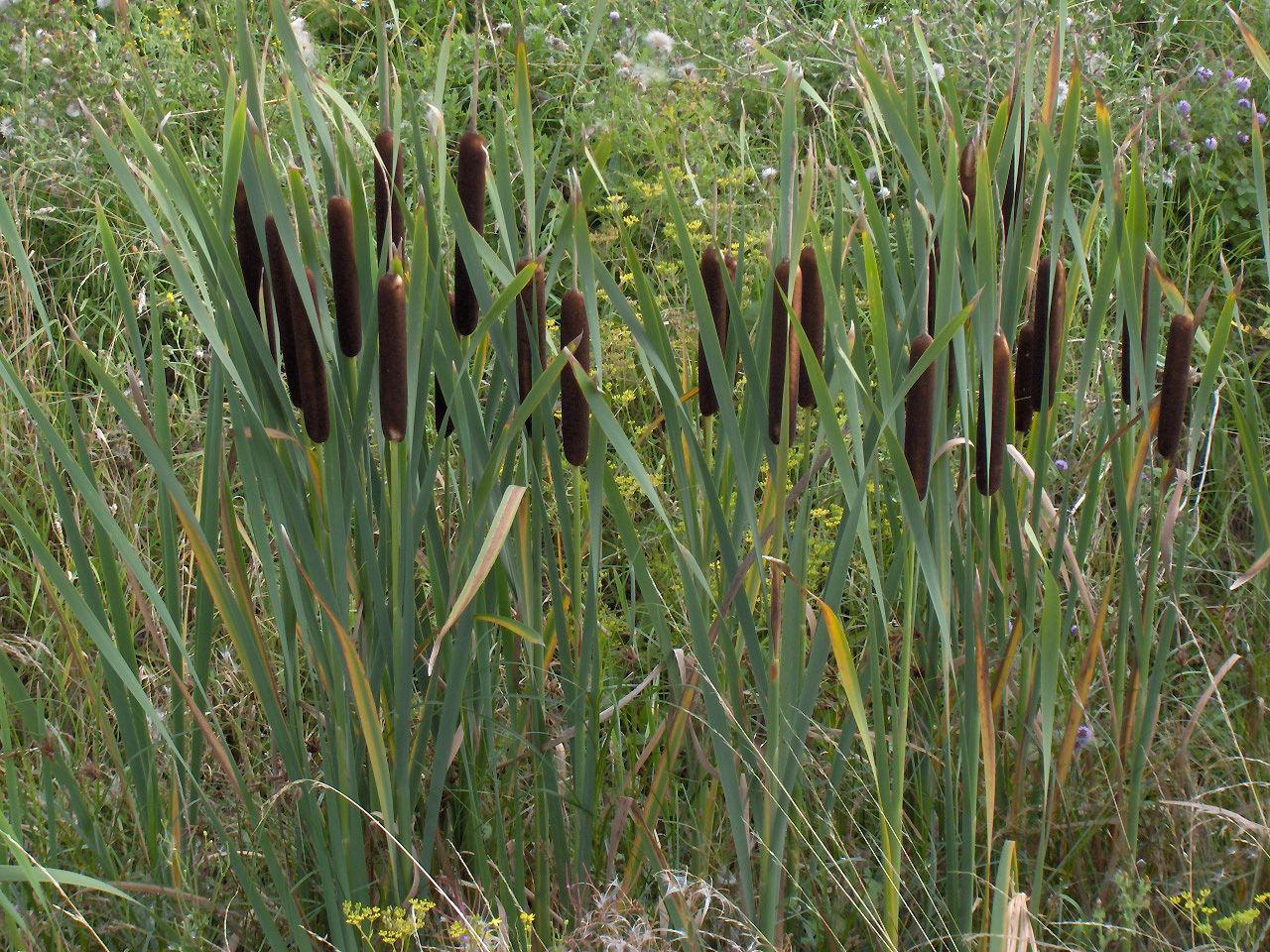 Food Forest Retreat: Broad-leaf Cattail or Bulrush - It's What's for Dinner