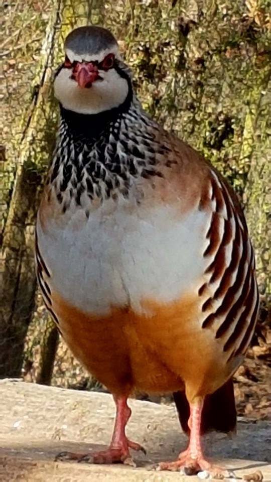 Beth Haslam - Author of the Fat Dogs and French Estates series ...