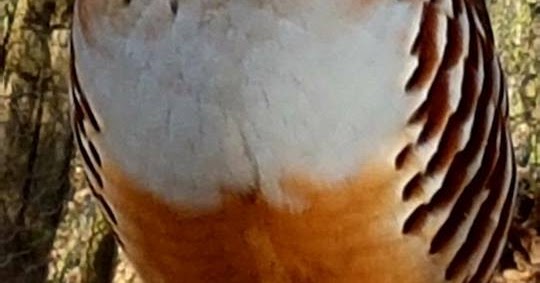 Beth Haslam - Author of the Fat Dogs and French Estates series ...