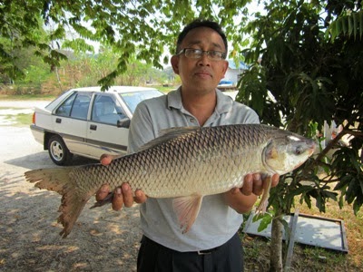 antara sejarah dan nostalgia: Antara Ikan Patin dengan Ikan Rohu