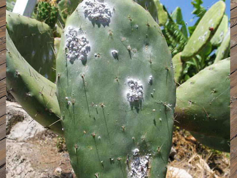 PLAAN : Cochinilla - Dactylopius coccus