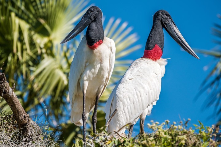 Formosa, los secretos de la naturaleza - Siempre Formosa