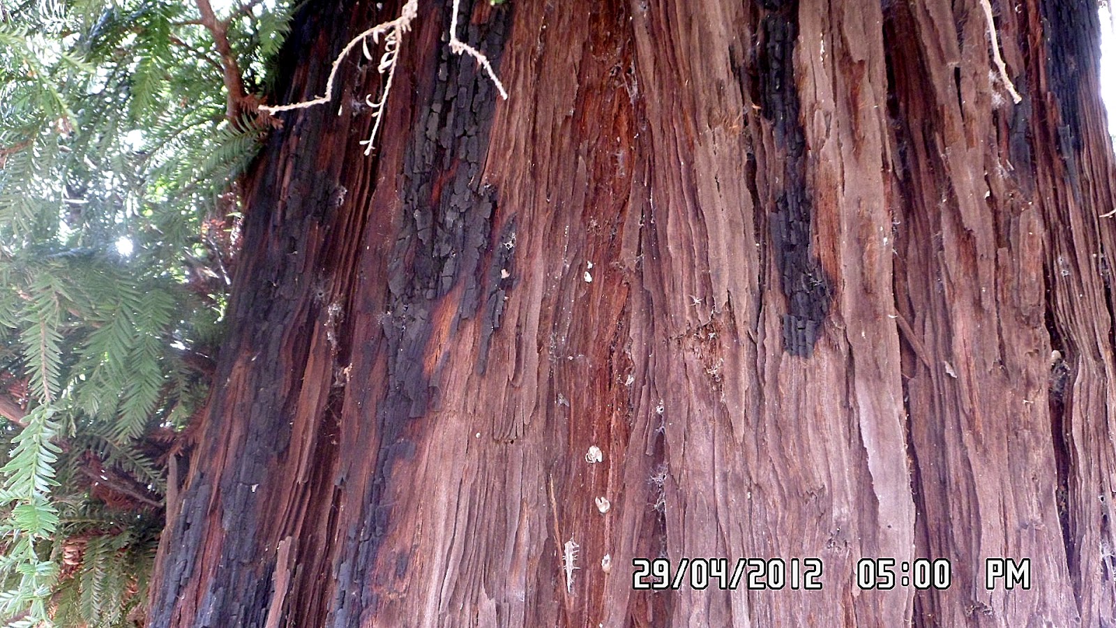 Espíritu de Árbol: Sequoia Roja