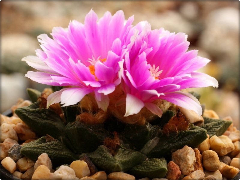 5 Of The Most Unique Cactus flower ~ Wonderful Flowers