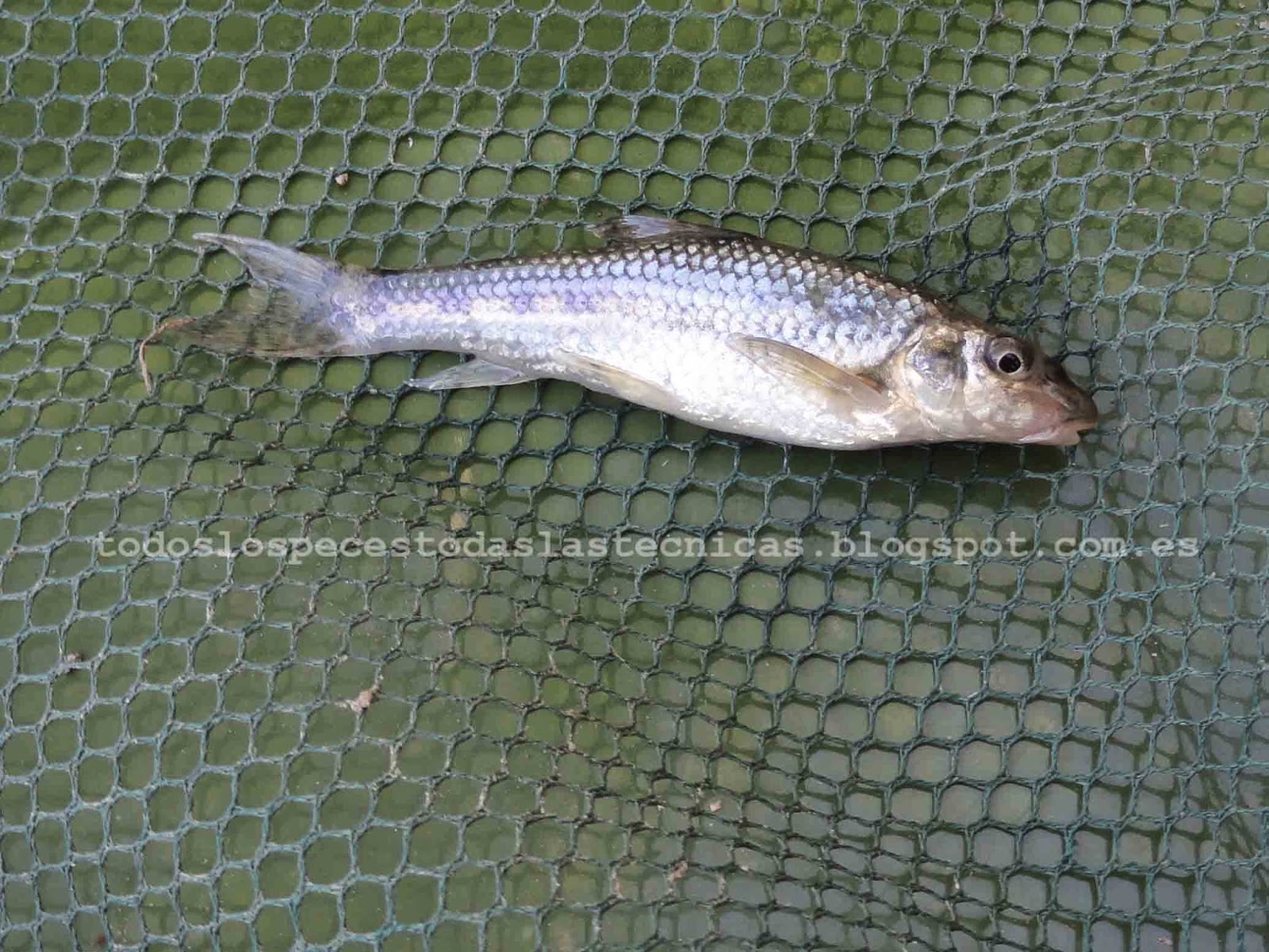 Pequeños peces de río - Little river fishes - Todos los peces, todas ...