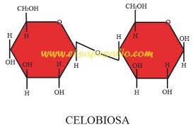 Rincon de la Biología: carbohidratos