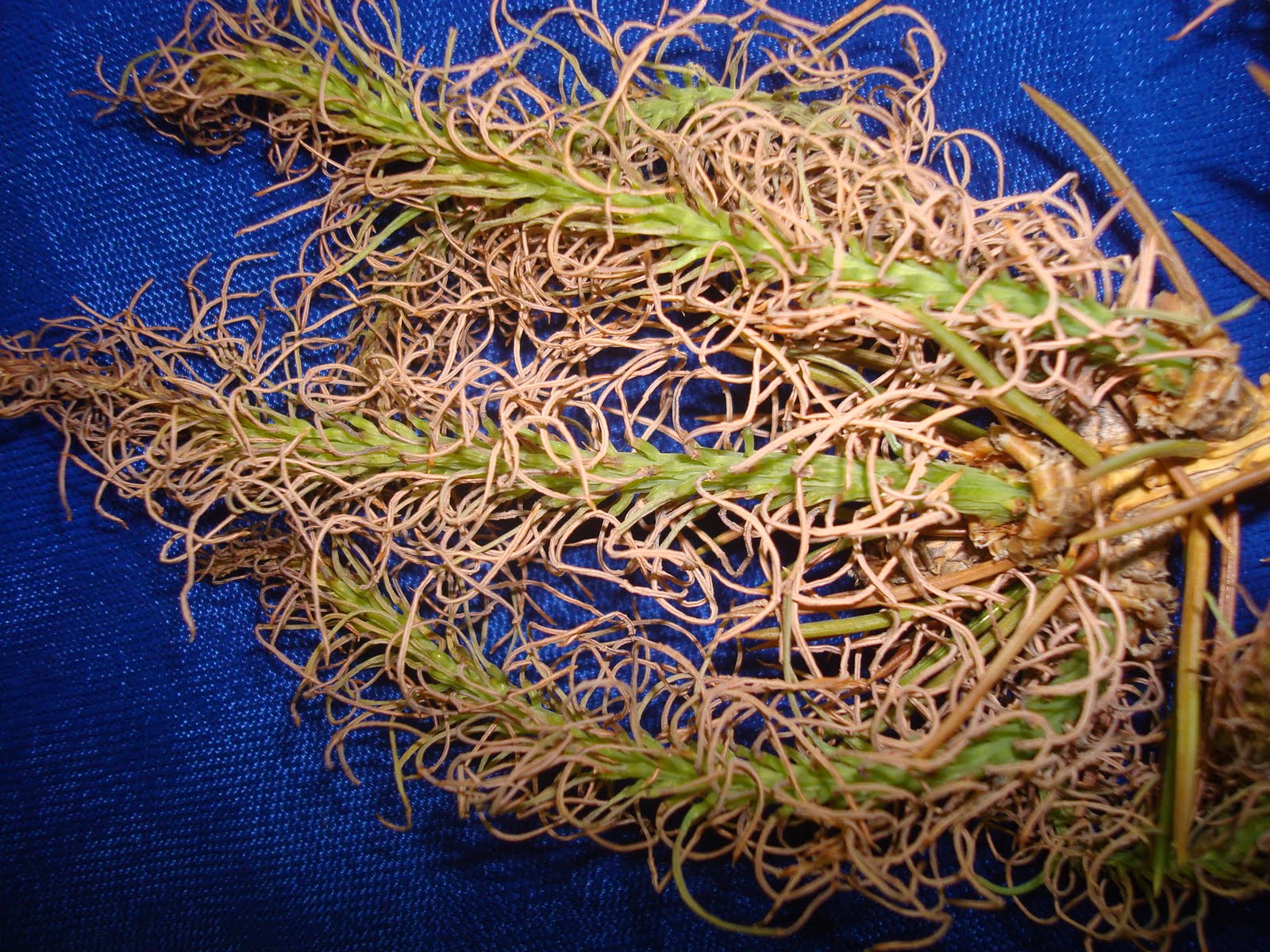 University of Illinois Plant Clinic: Spruce and Pine damage- {Herbicide ...