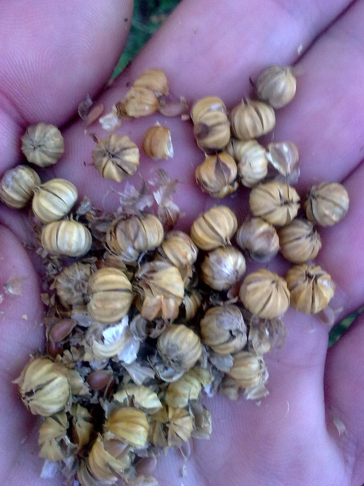 companion planting - organic gardening: Harvesting Linseed or Flax seed