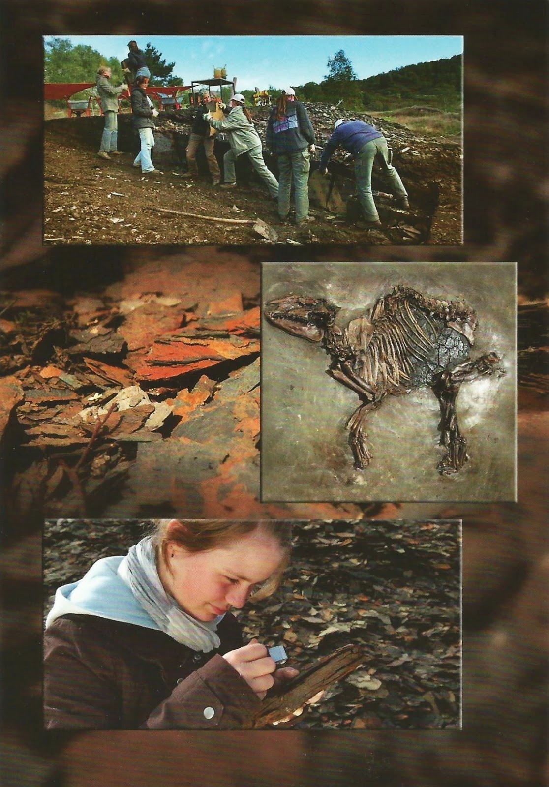 Postcards on My Wall: Messel Pit Fossil Site, Germany (UNESCO)