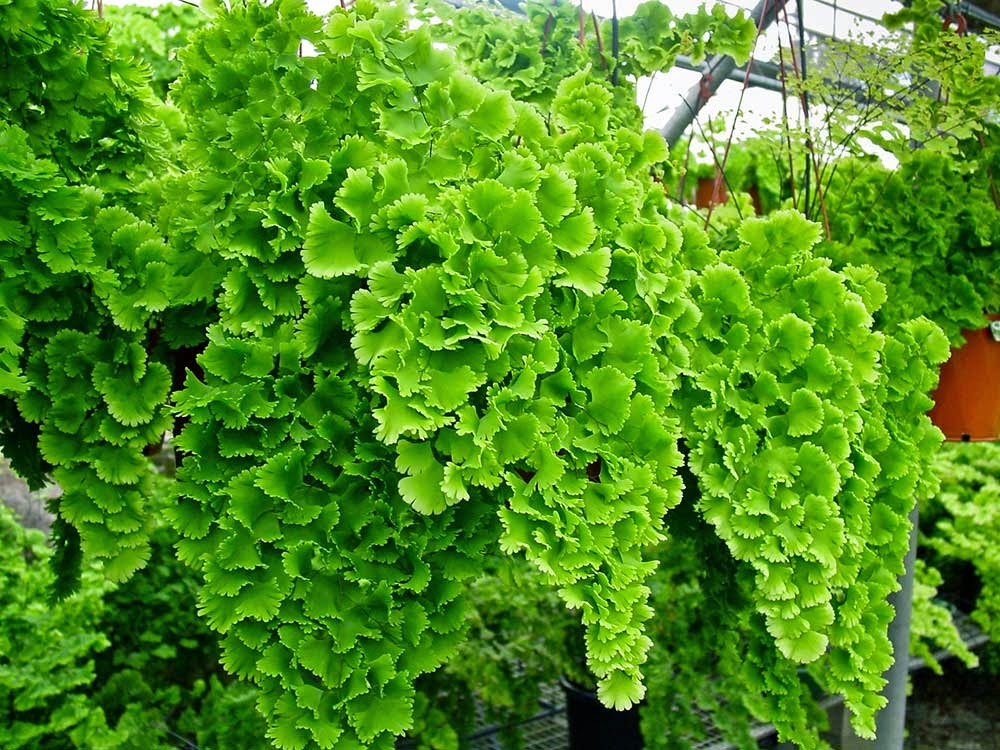 TANAMAN HIAS DAUN YANG POPULER DI MASYARAKAT | Tips Petani