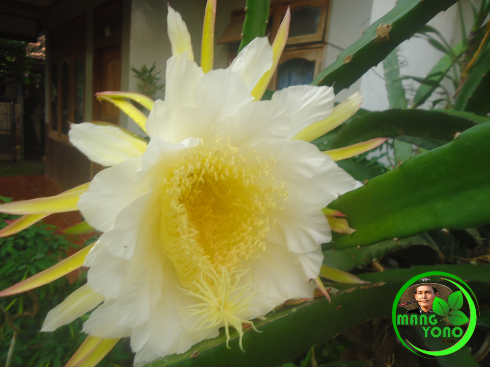Indahnya bunga buah naga saat mekar.