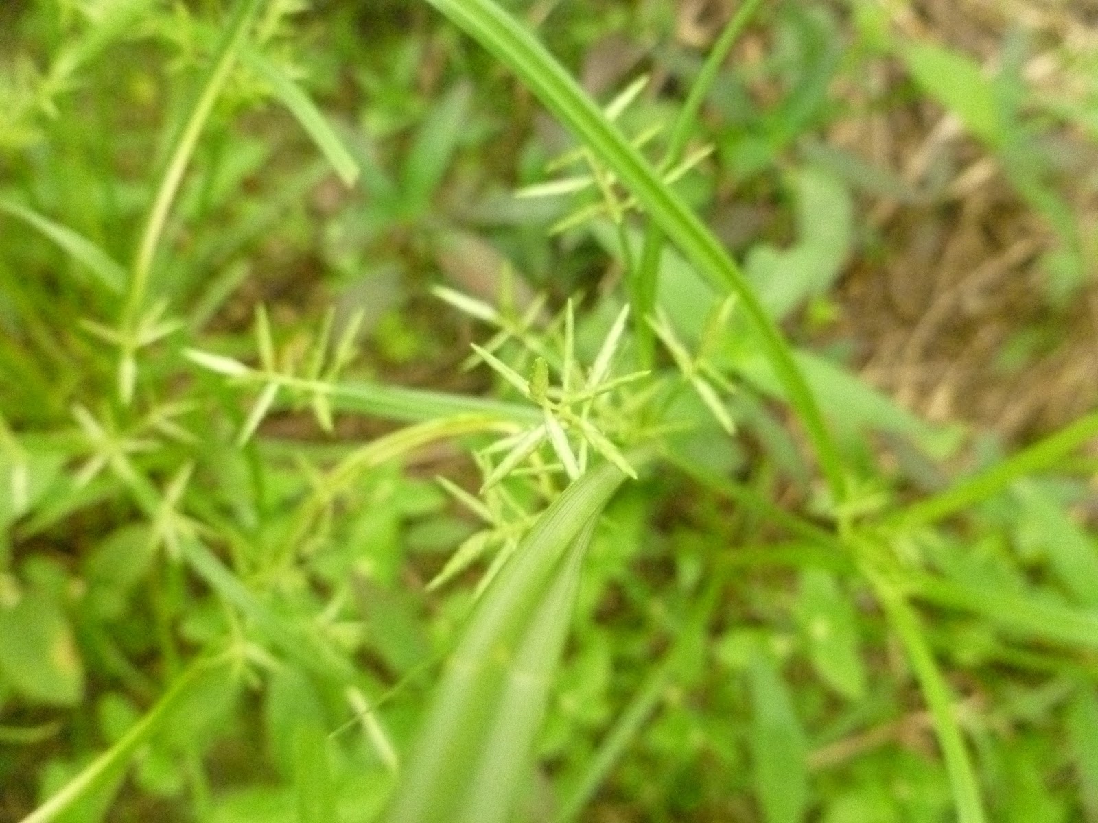 My Sweet Memory: BUNGA RUMPUT