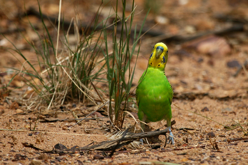 Budgerigar | The Life of Animals