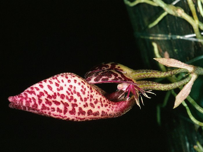 Bulbophyllum mirum care and culture | Travaldo's blog