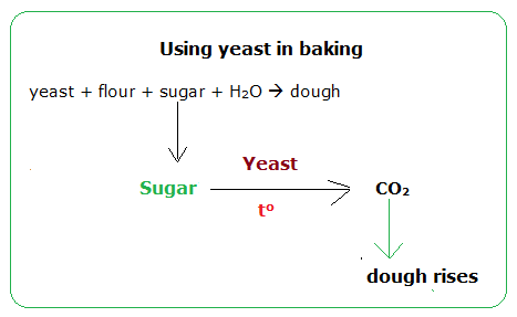 #35 Using yeast to make bread and beer | Biology Notes for IGCSE 2014