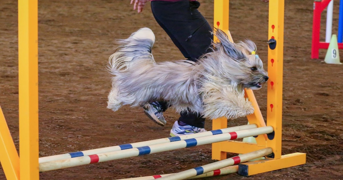 To Dog With Love: Starting Off on the Right Paw: Our First Agility Trials!