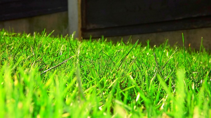 Langkah Mudah Menanam Rumput Sendiri di Taman - Arsitur Studio