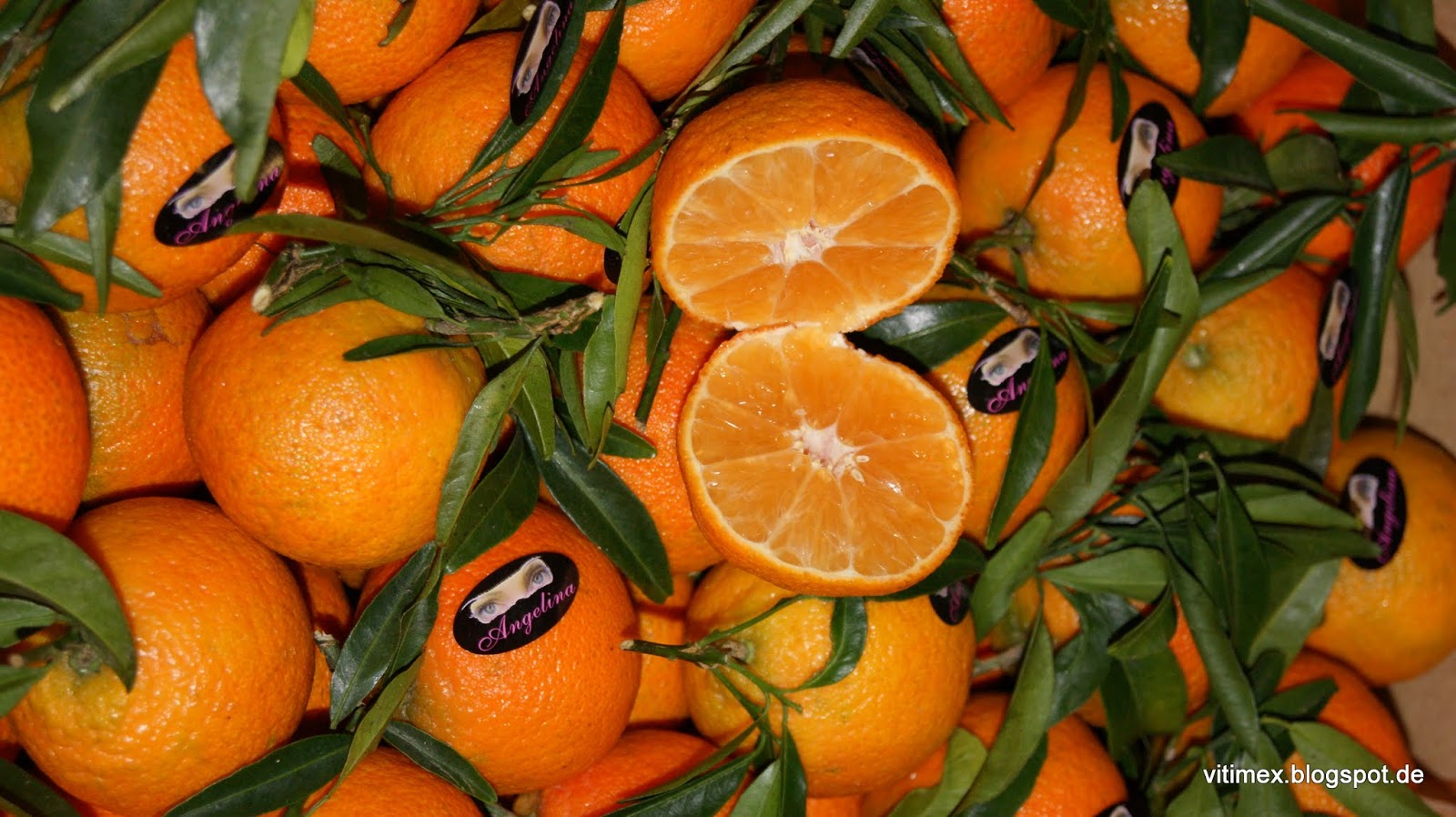 Foto Blog der Firma VitImEx GmbH: SP Blatt Clementinen / SP Clementines ...