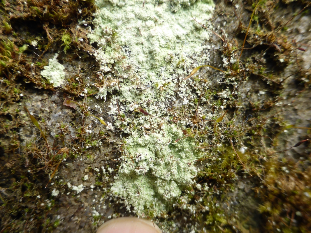 The Rainforest Fund Project: Lepraria incana - Dust Lichen