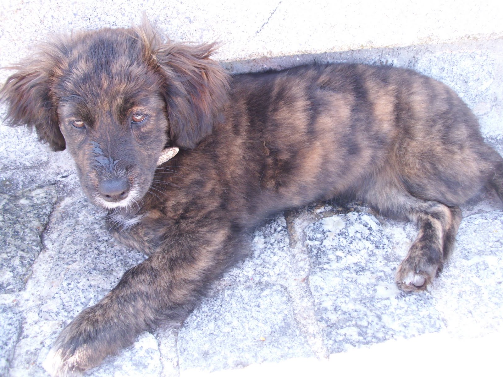 Protectora de Marín: ADOPTADAAAA! Prote Marín. CRIPI, 3 mesitos, ES ...