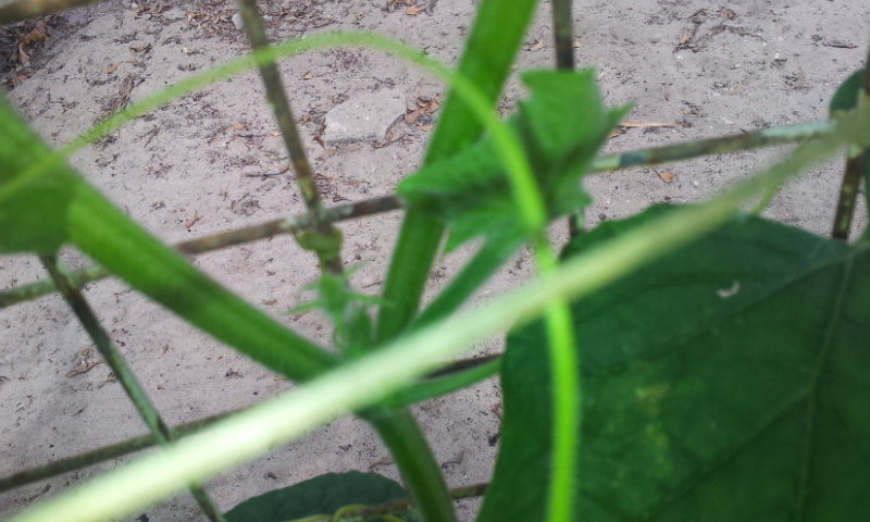 MITIKI -KILIMO KWANZA: KILIMO BORA CHA MATANGO - KWENYE VYOMBO