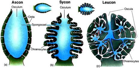 Avertebrata (Filum Porifera) | ilmu kelautan