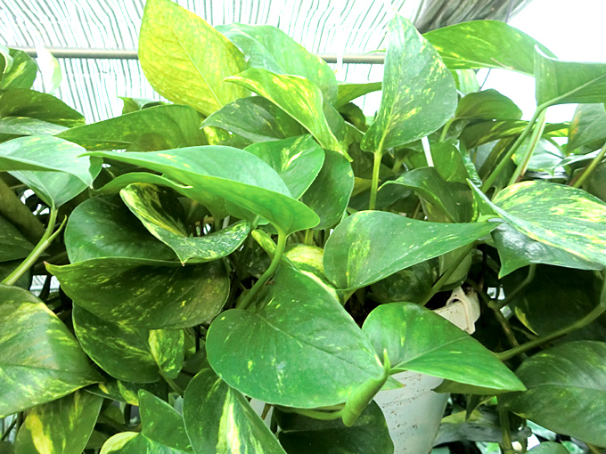 Hortus Italicus: Scindapsus aureus (Lindl. & Andrè) Engl.