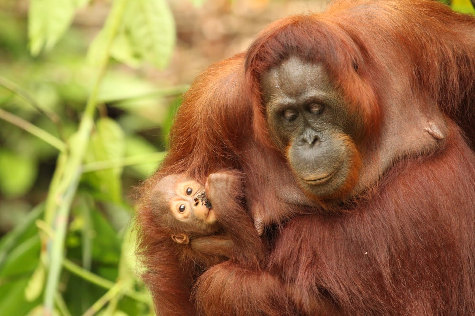 Run Wild Run Free : Great Apes - A Fate of Our Making. BORNEO ...