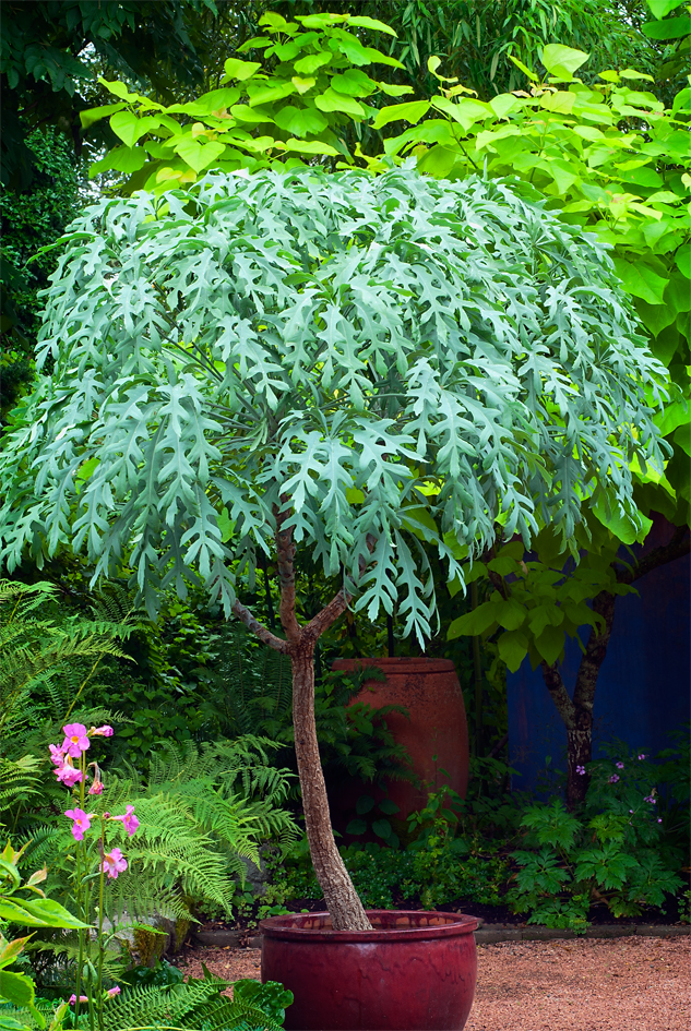Linda Cochran's Garden: Cussonia paniculata