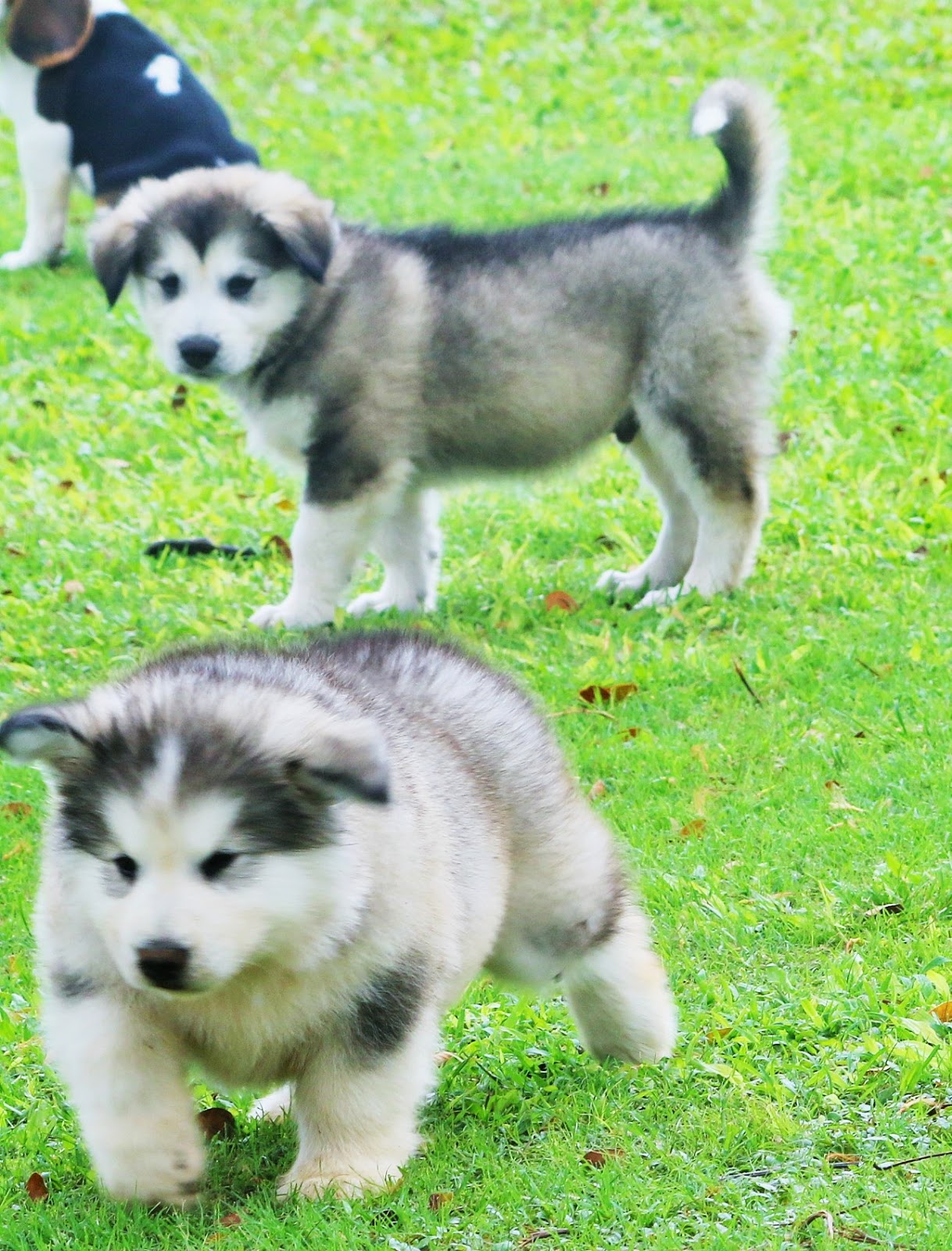 BRITTNEYS PUPPIES ONLINE HAWAII: HUSKY- MALAMUTE