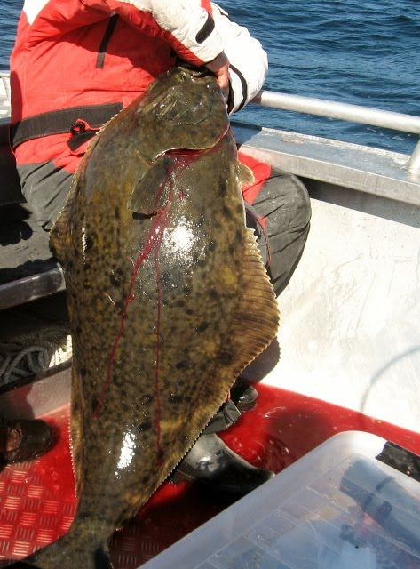 naturblogg: Stor Kveitens rike