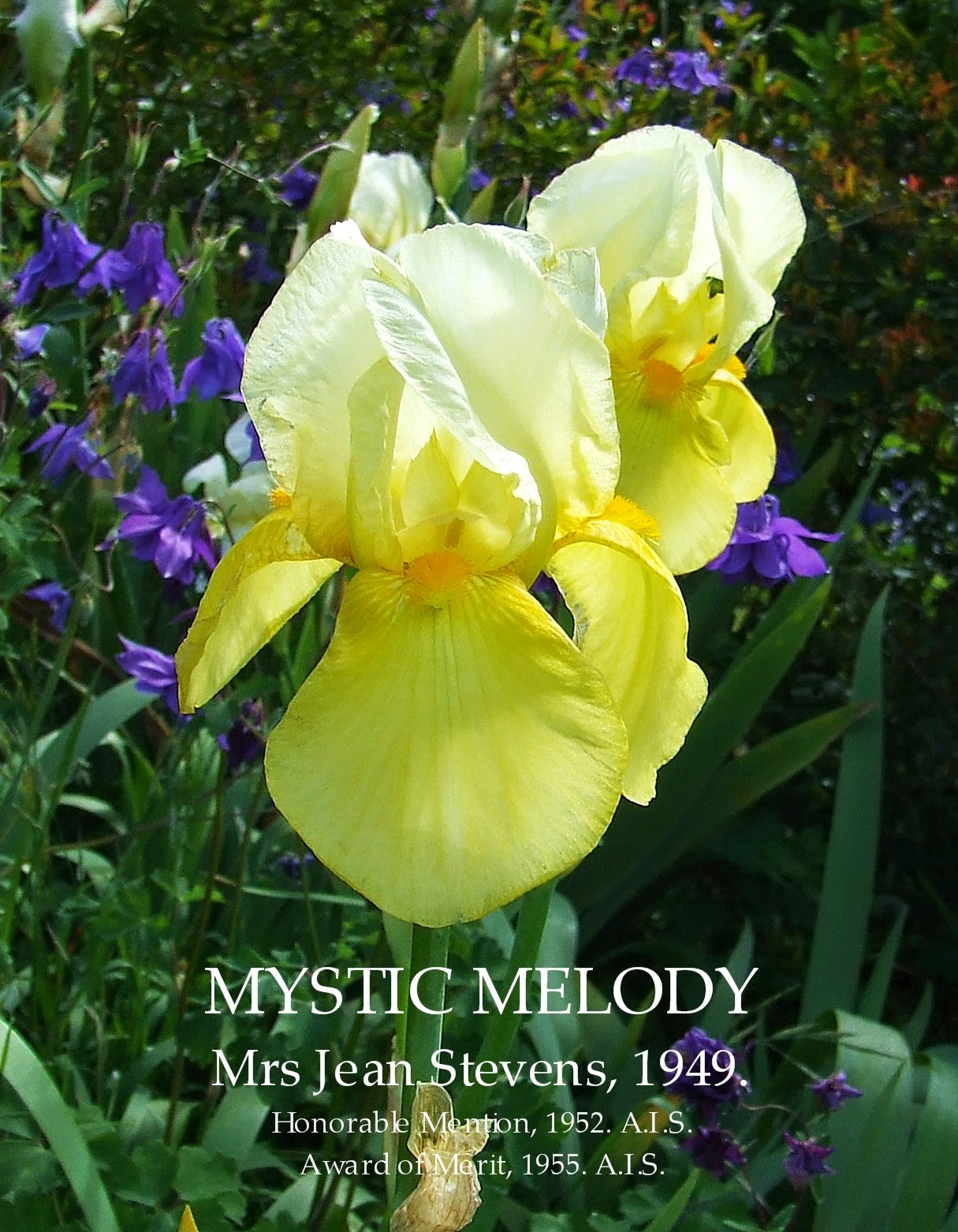 Classic Tall Bearded Iris MYSTIC MELODY ~ HERITAGE IRISES